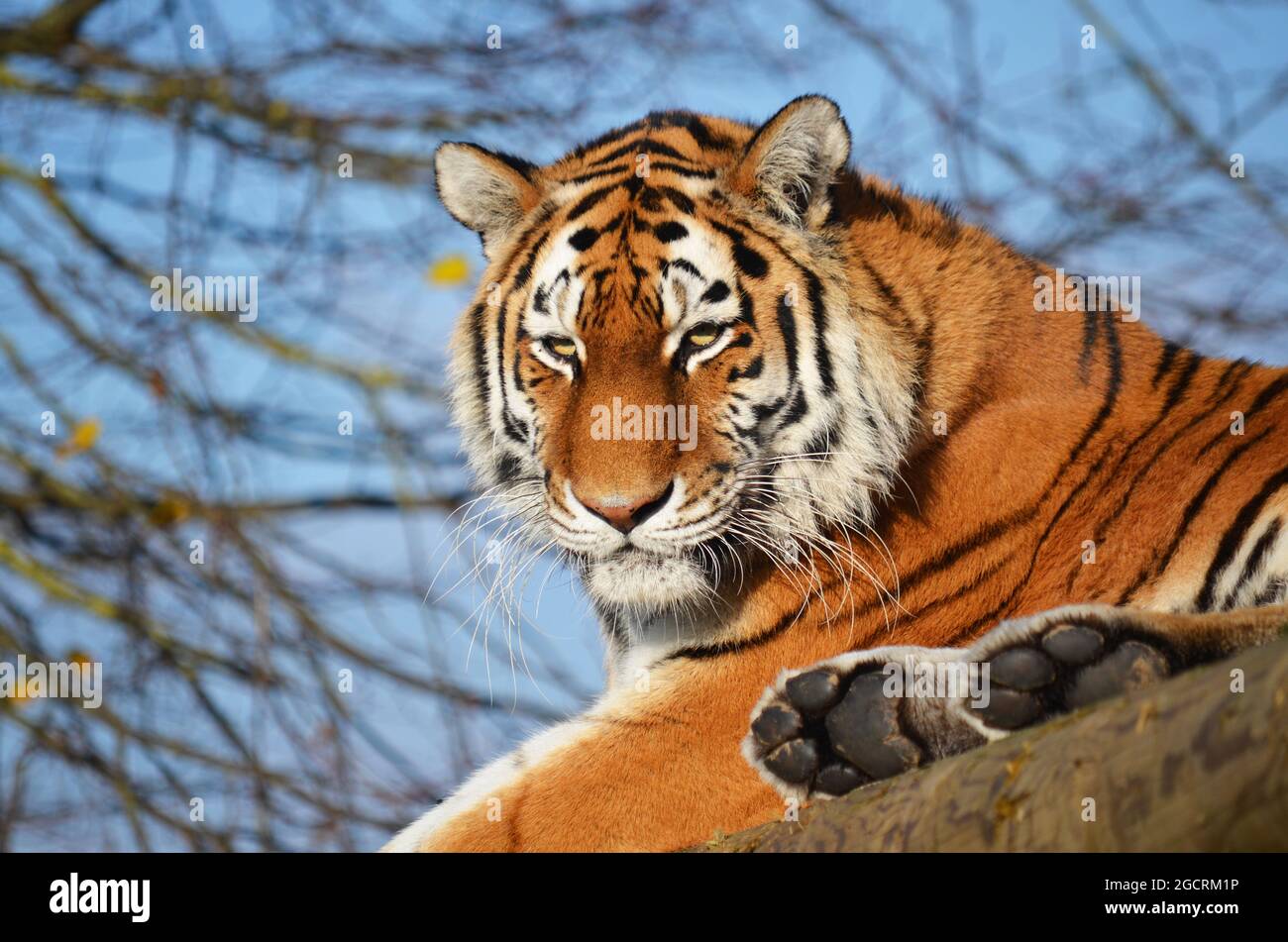 Tigress (Panthera tigris Stock Photo - Alamy
