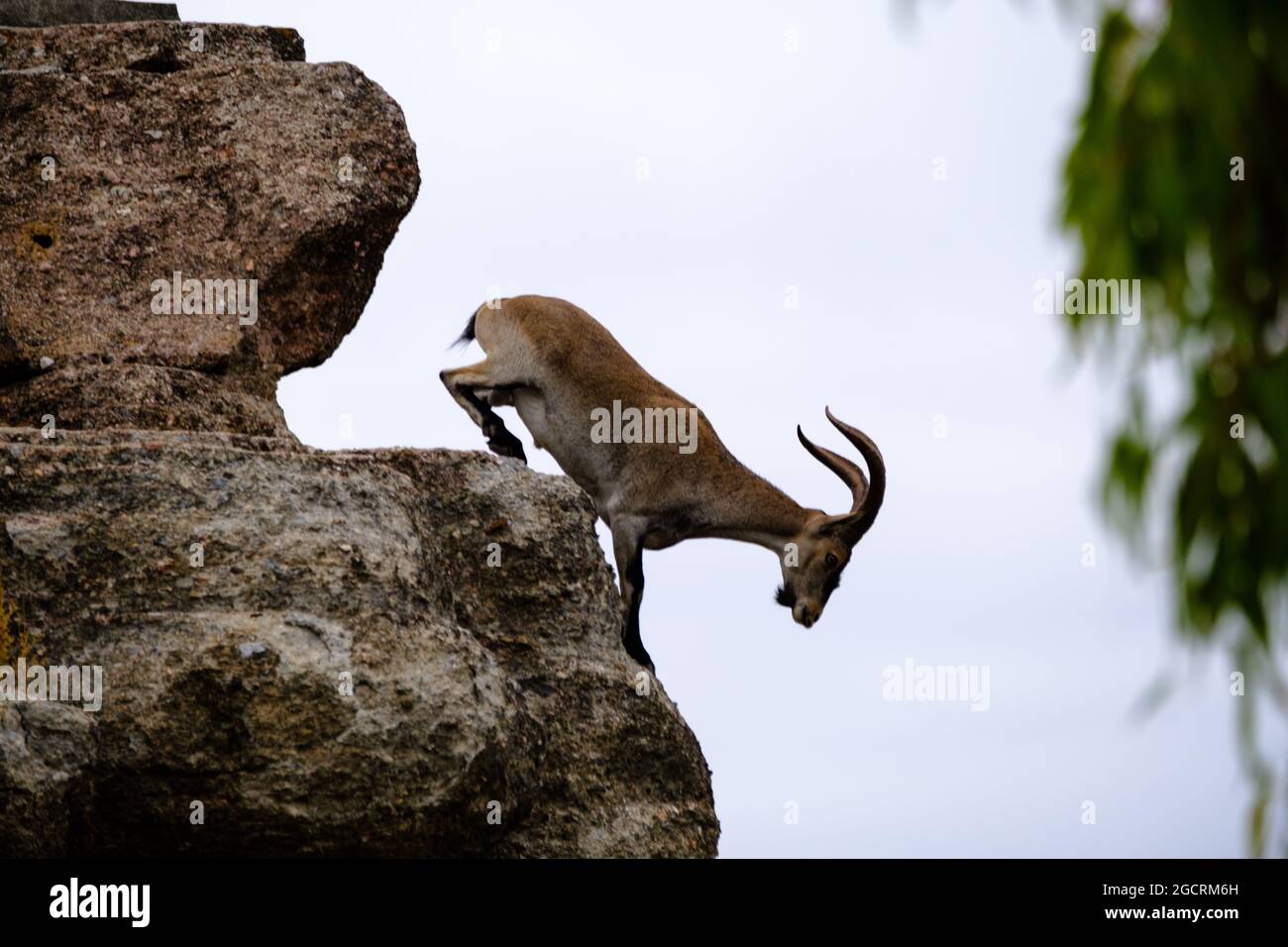 Ibex on the Moorish watchtower at Castillo de Comares in the Axarquia ...