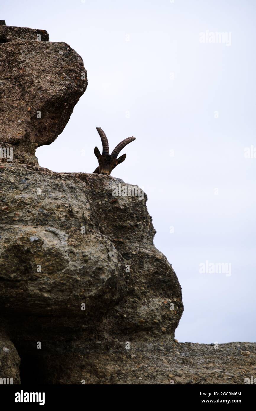 Ibex on the Moorish watchtower at Castillo de Comares in the Axarquia ...