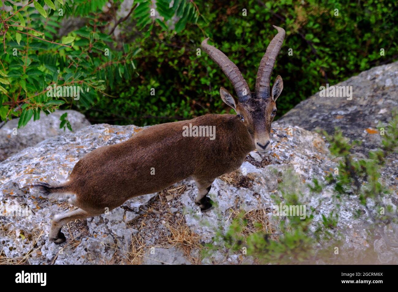 Ibex on the Moorish watchtower at Castillo de Comares in the Axarquia ...