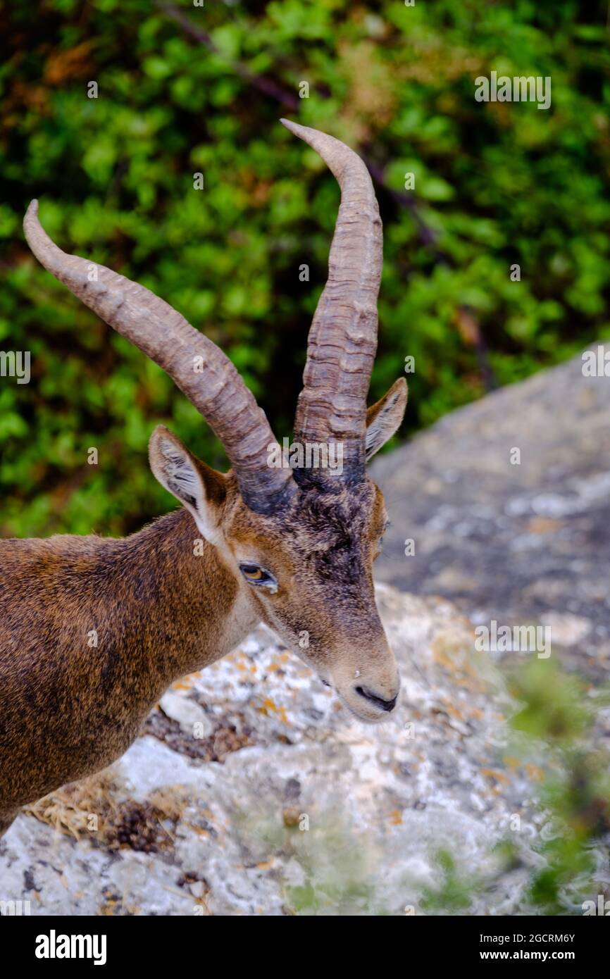 Ibex on the Moorish watchtower at Castillo de Comares in the Axarquia ...