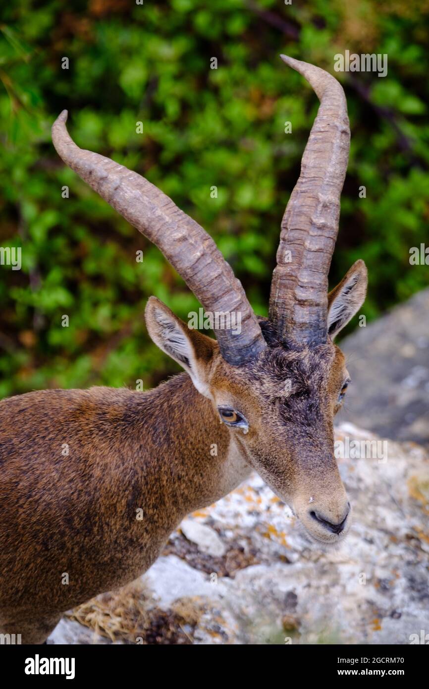 Ibex on the Moorish watchtower at Castillo de Comares in the Axarquia ...