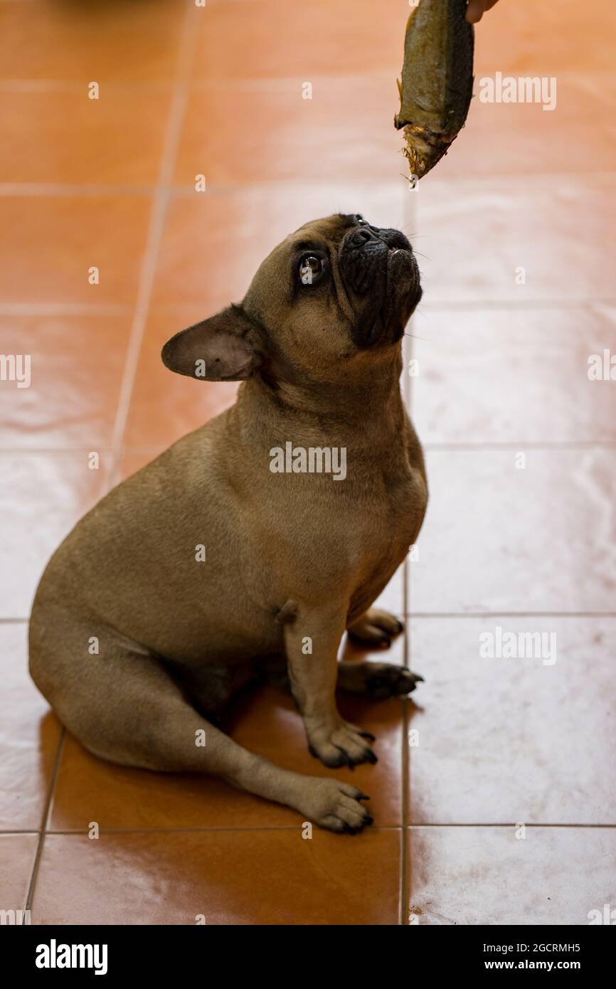 Bulldog fish hi-res stock photography and images - Alamy