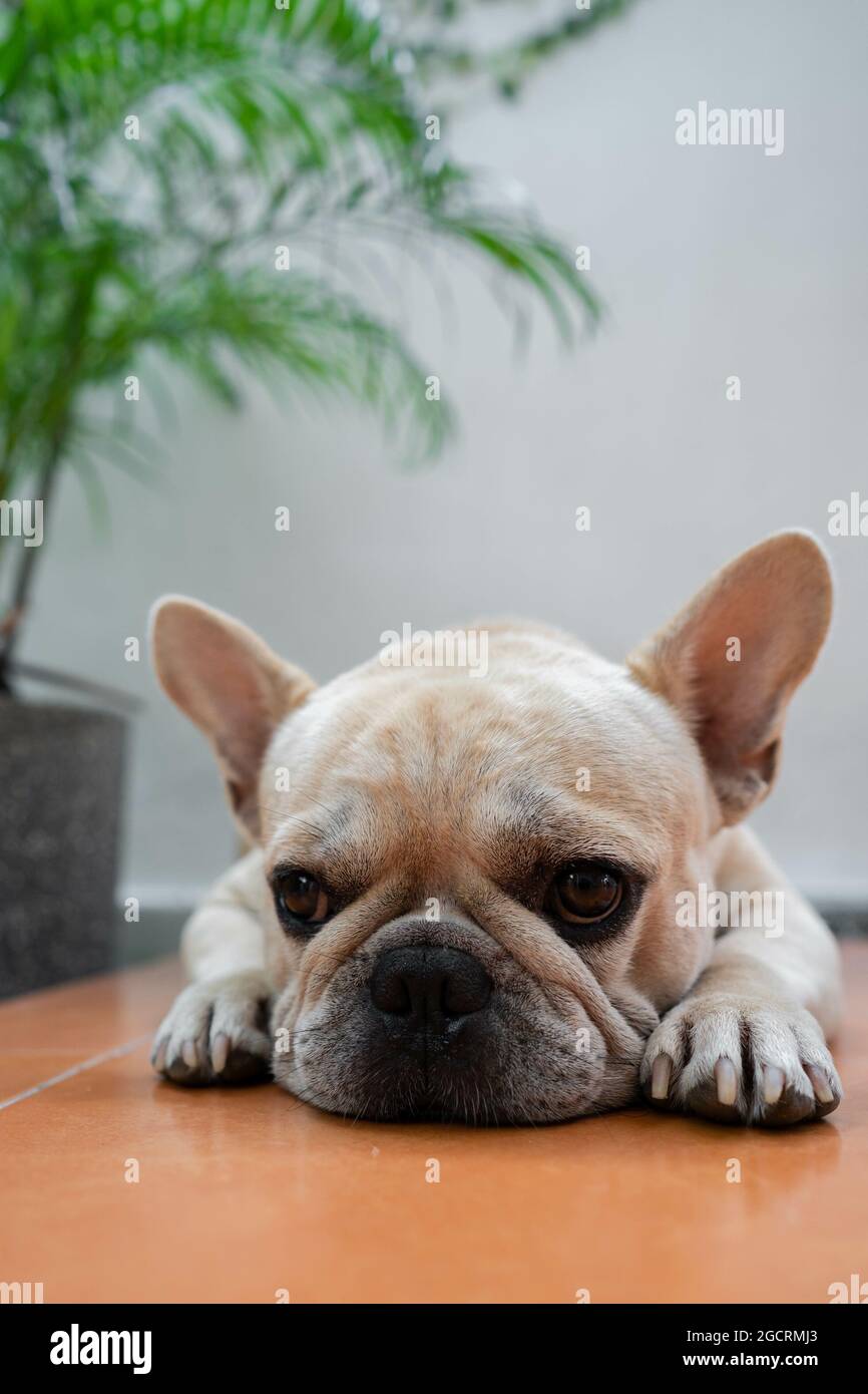 Vertical shot of a cute sad French bulldog lying on the floor Stock ...