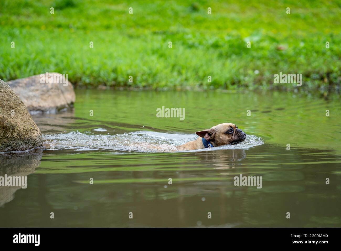Cute French bulldog swimming in a pond Stock Photo - Alamy