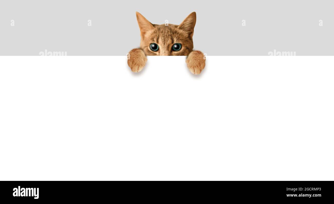 Funny tabby brown pet cat hanging over empty web banner template frame ...