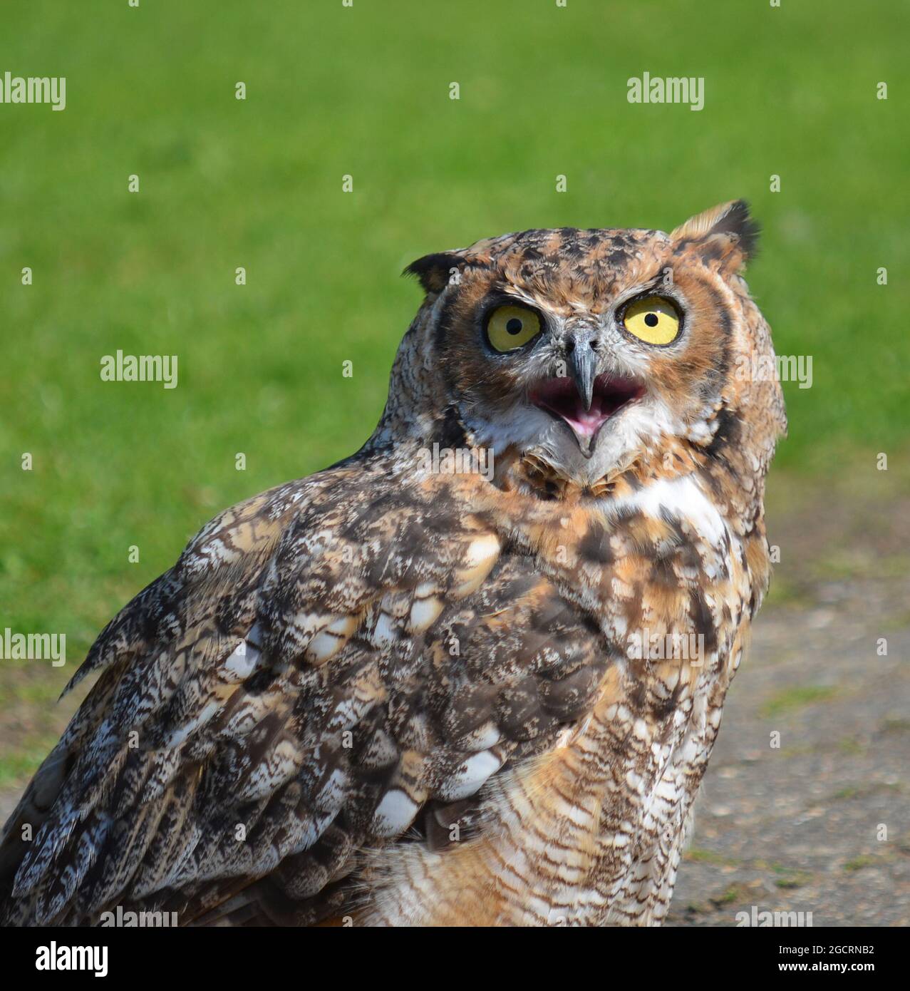 African Spotted Eagle Owl (Bubo africanus Stock Photo - Alamy