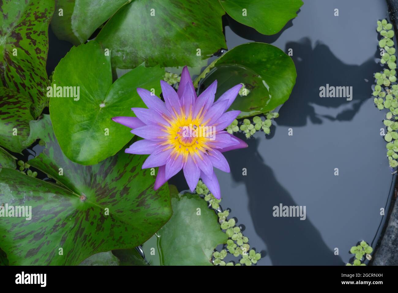 Bright flower of water lilie Stock Photo - Alamy