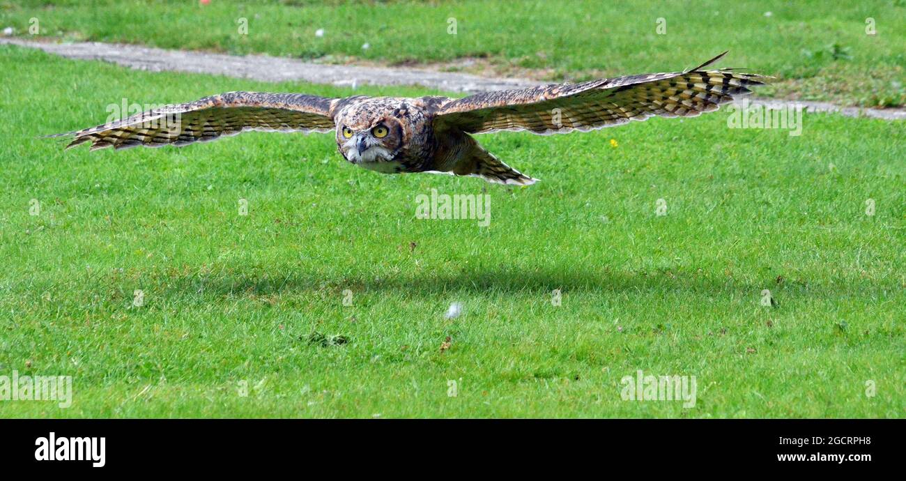 African Spotted Eagle Owl (Bubo africanus Stock Photo - Alamy