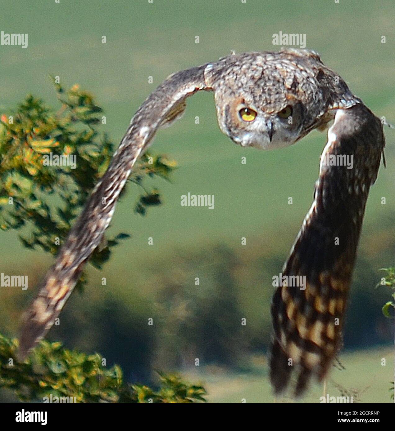 African Spotted Eagle Owl (Bubo africanus Stock Photo - Alamy