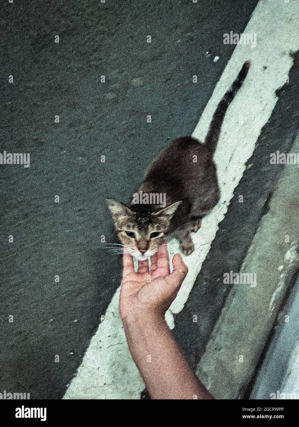 hand playing with cat Stock Photo - Alamy