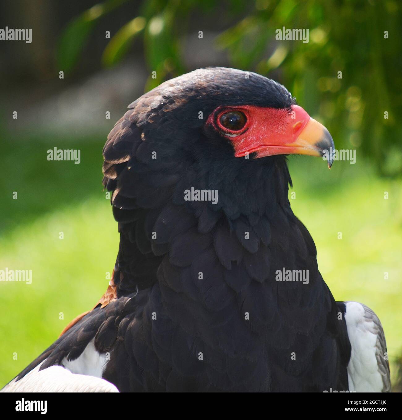 Bateleur Eagle (Terathopius ecaudatus Stock Photo - Alamy