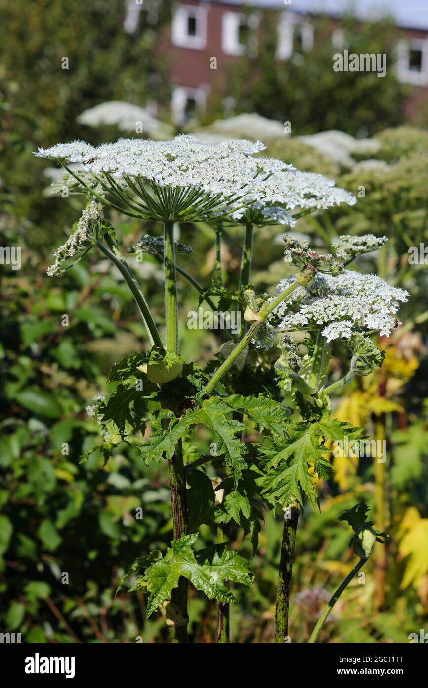 Giant hogweed plant in Norway (Latin: Heracleum mantegazzianum, also ...