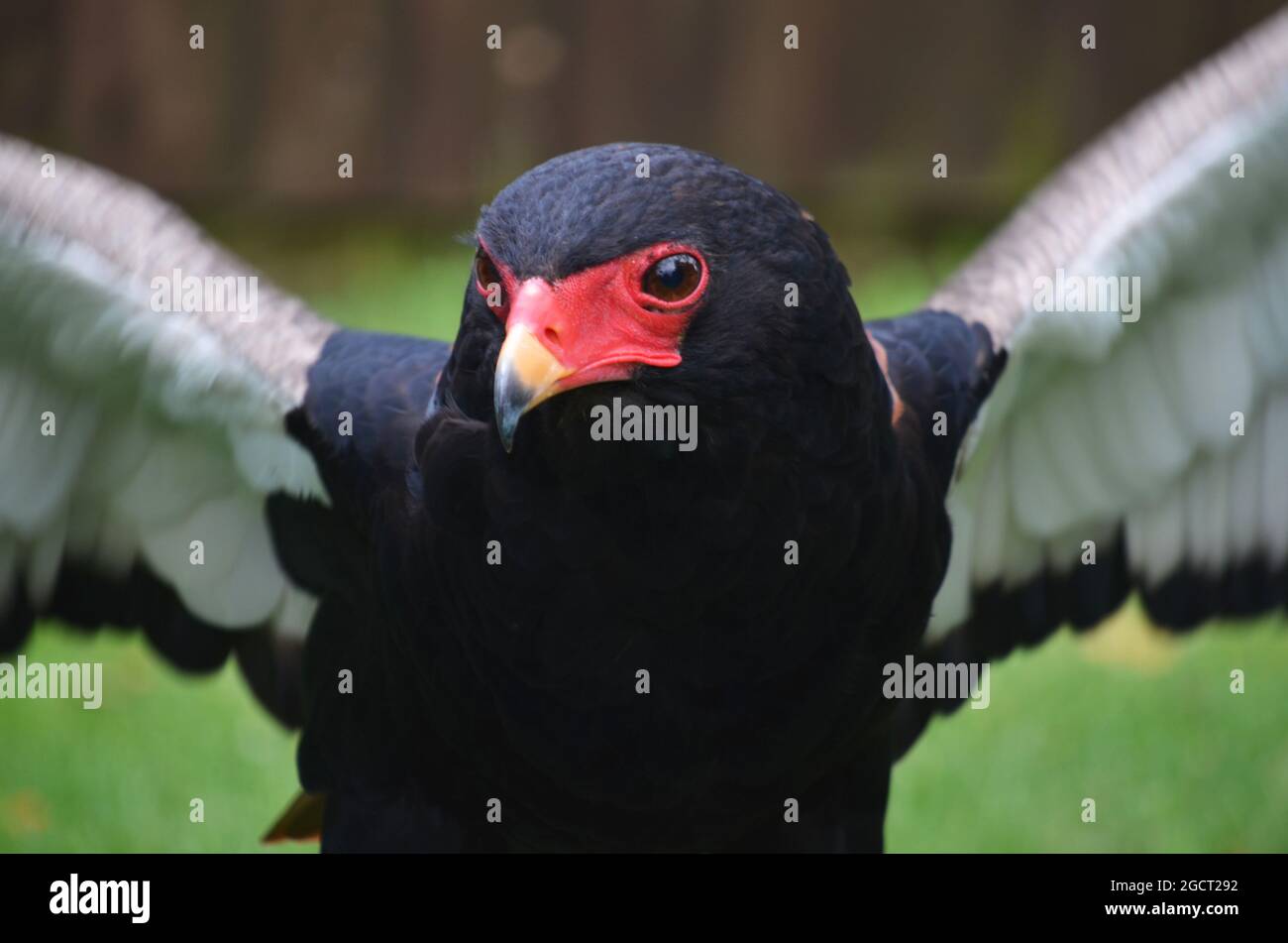 Bateleur Eagle (Terathopius ecaudatus Stock Photo - Alamy