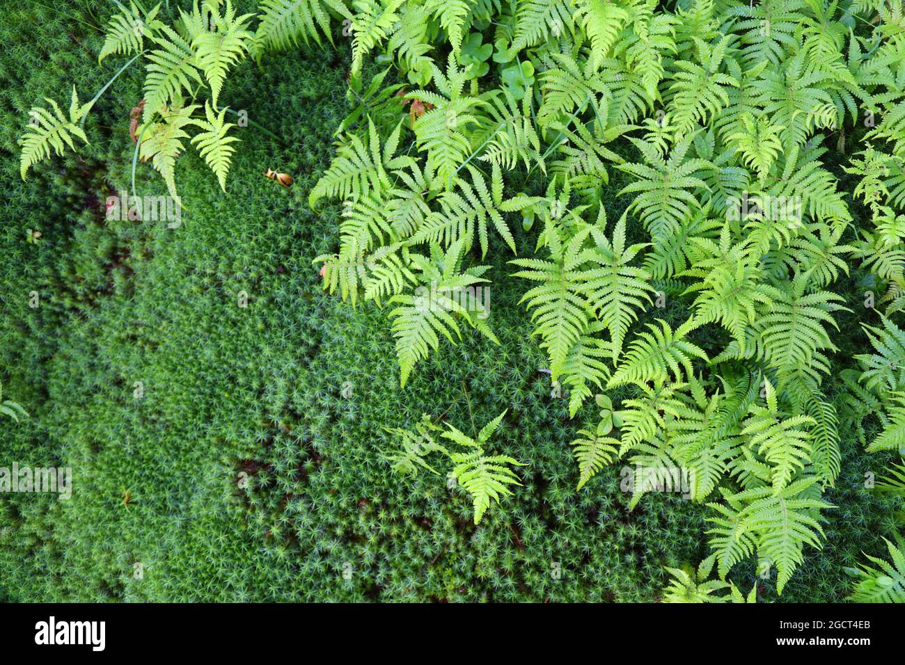 Floral background in Norway. Green plant texture. Fern and moss ...