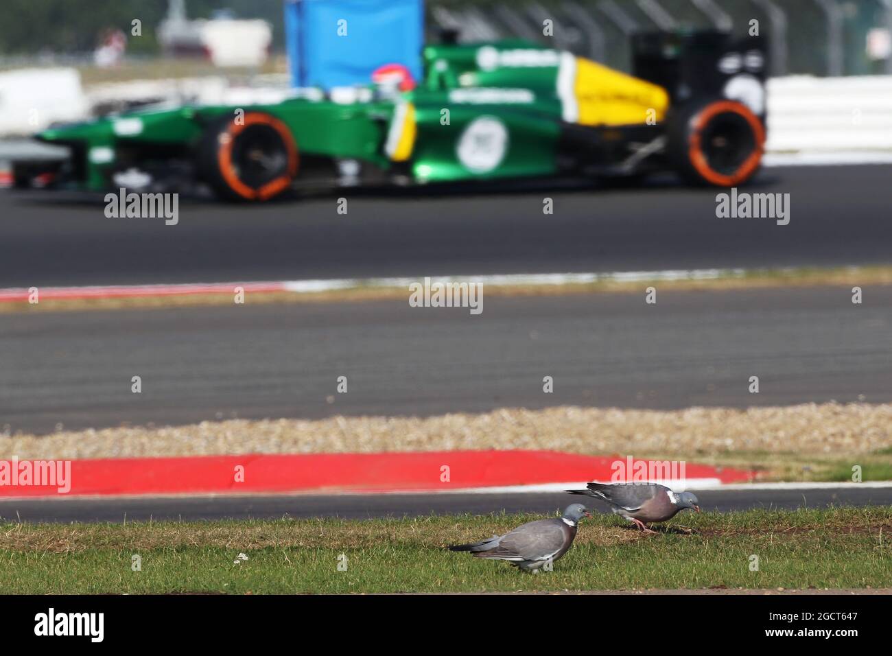 Alexander Rossi (USA) Caterham CT03 Test Driver approaches pigeons ...