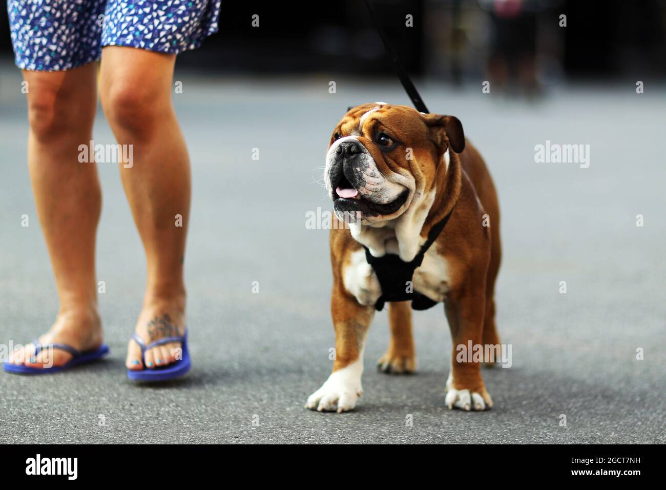 Roscoe, the dog owned by Lewis Hamilton (GBR) Mercedes AMG F1. Italian ...