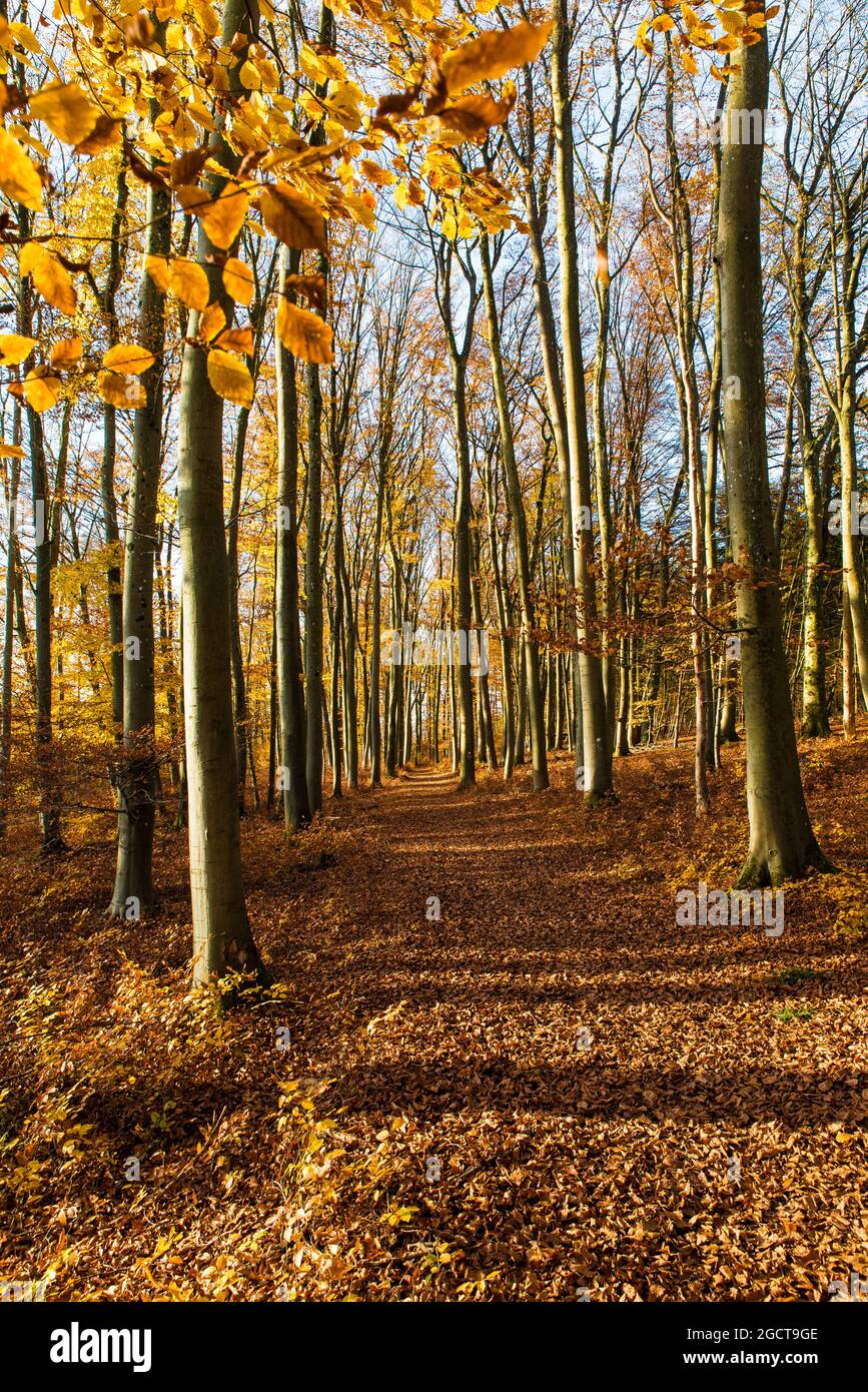 Path through fall forest covered with leaves Stock Photo - Alamy