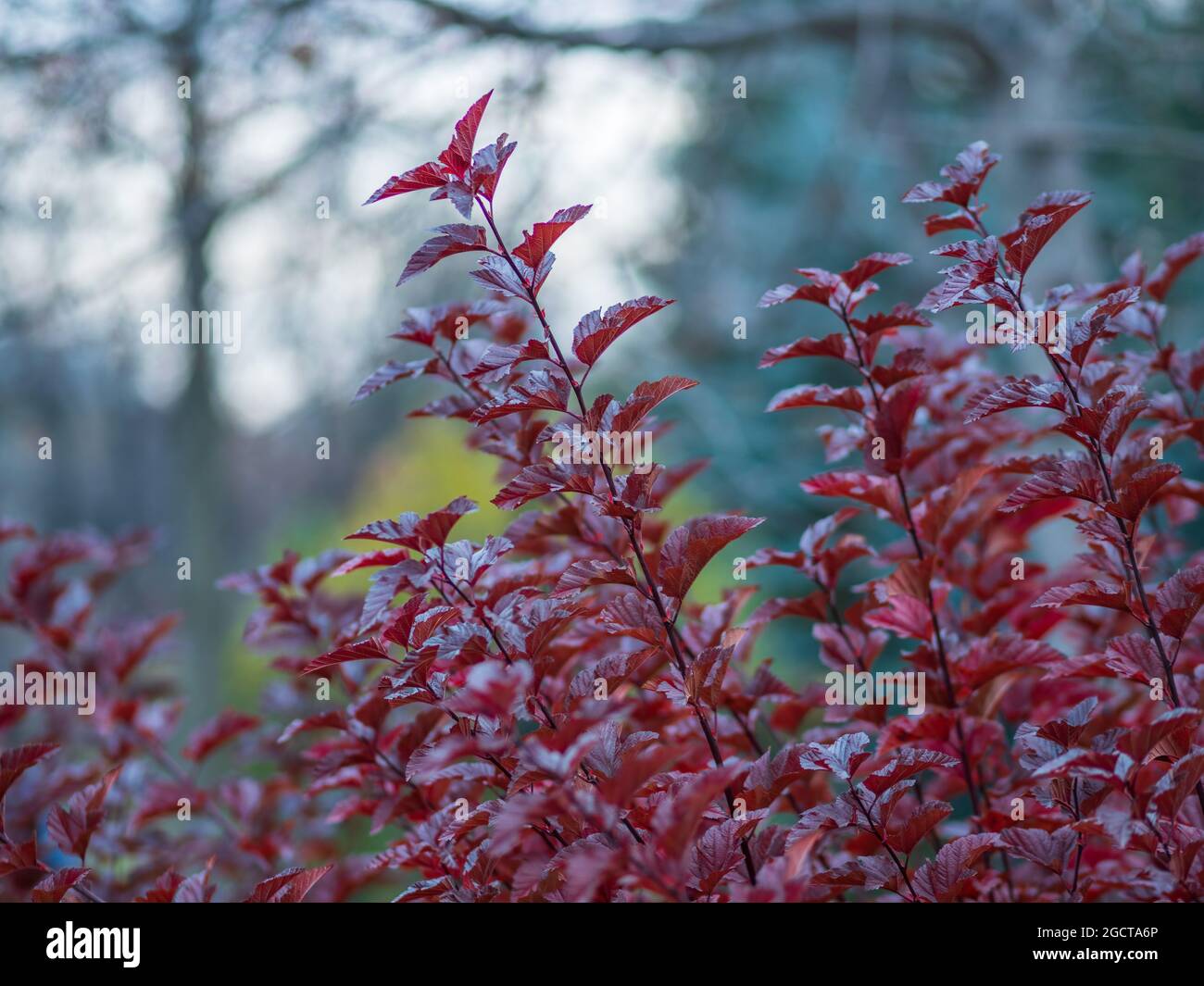 Bush of barberry in the autumn with dark red leaves. Bunches of bushes ...
