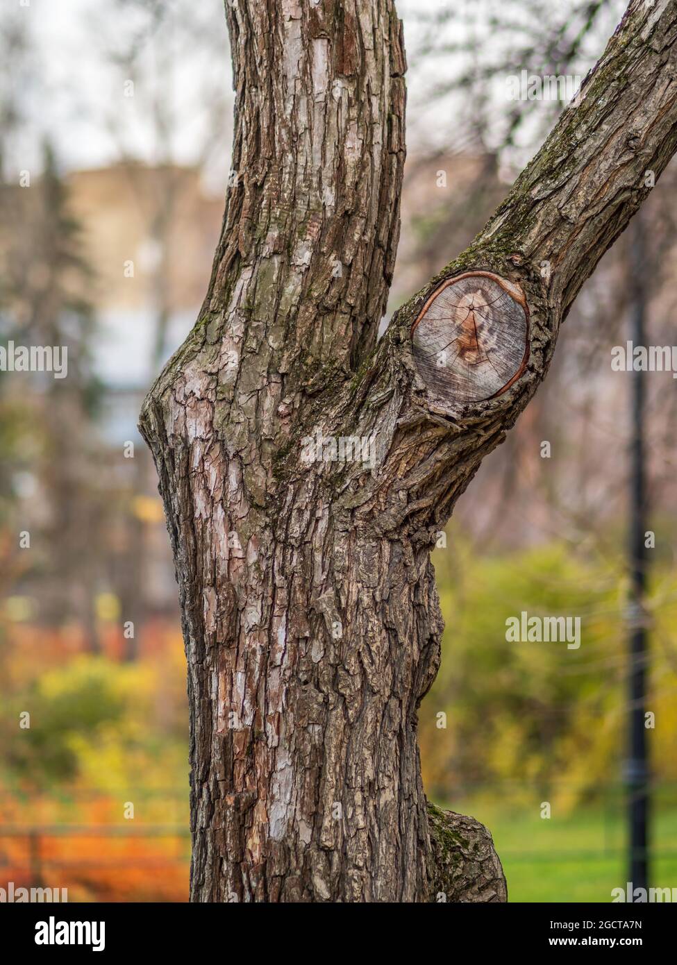 The texture of the bark of an old apple tree. Detailed bark texture ...