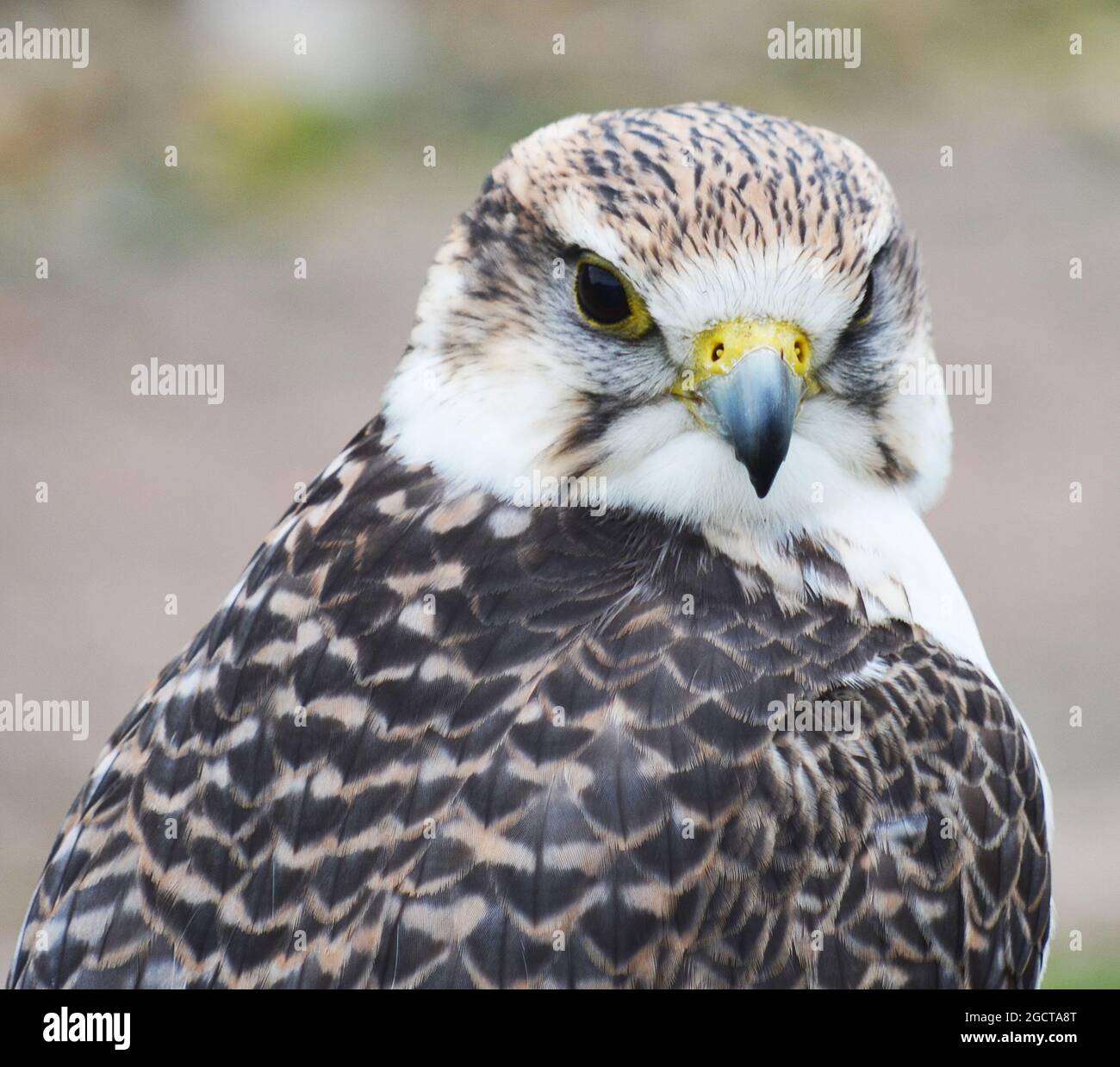Lanner Falcon (Falco biarmicus Stock Photo - Alamy
