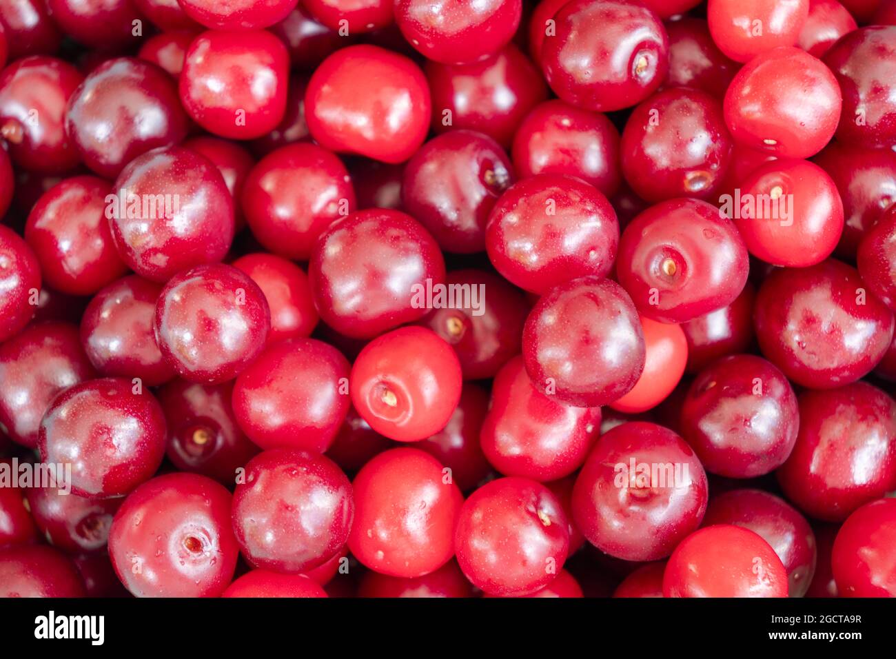 Cherry pattern. Sweet cherry background texture. Ripe sweet red cherriy ...