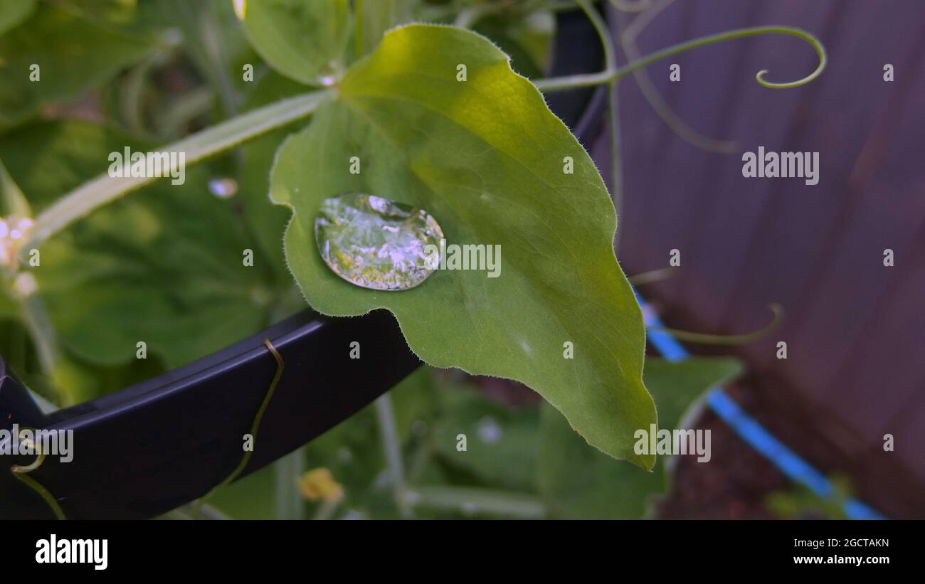 A water droplet takes a globular form on a sweet pea leaf. Lathyrus ...