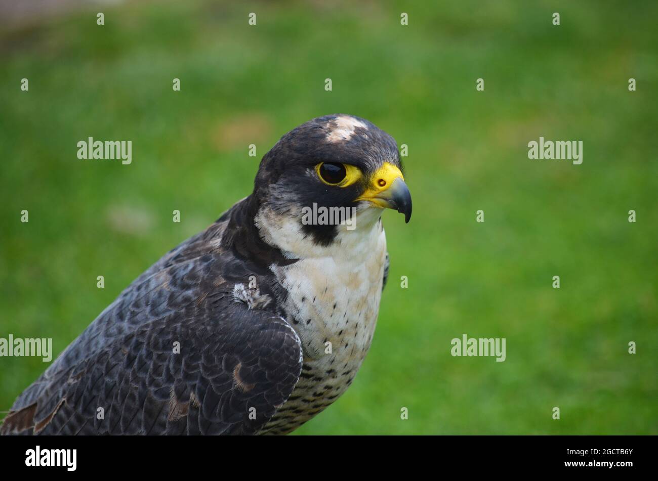 Lanner Falcon (Falco biarmicus Stock Photo - Alamy