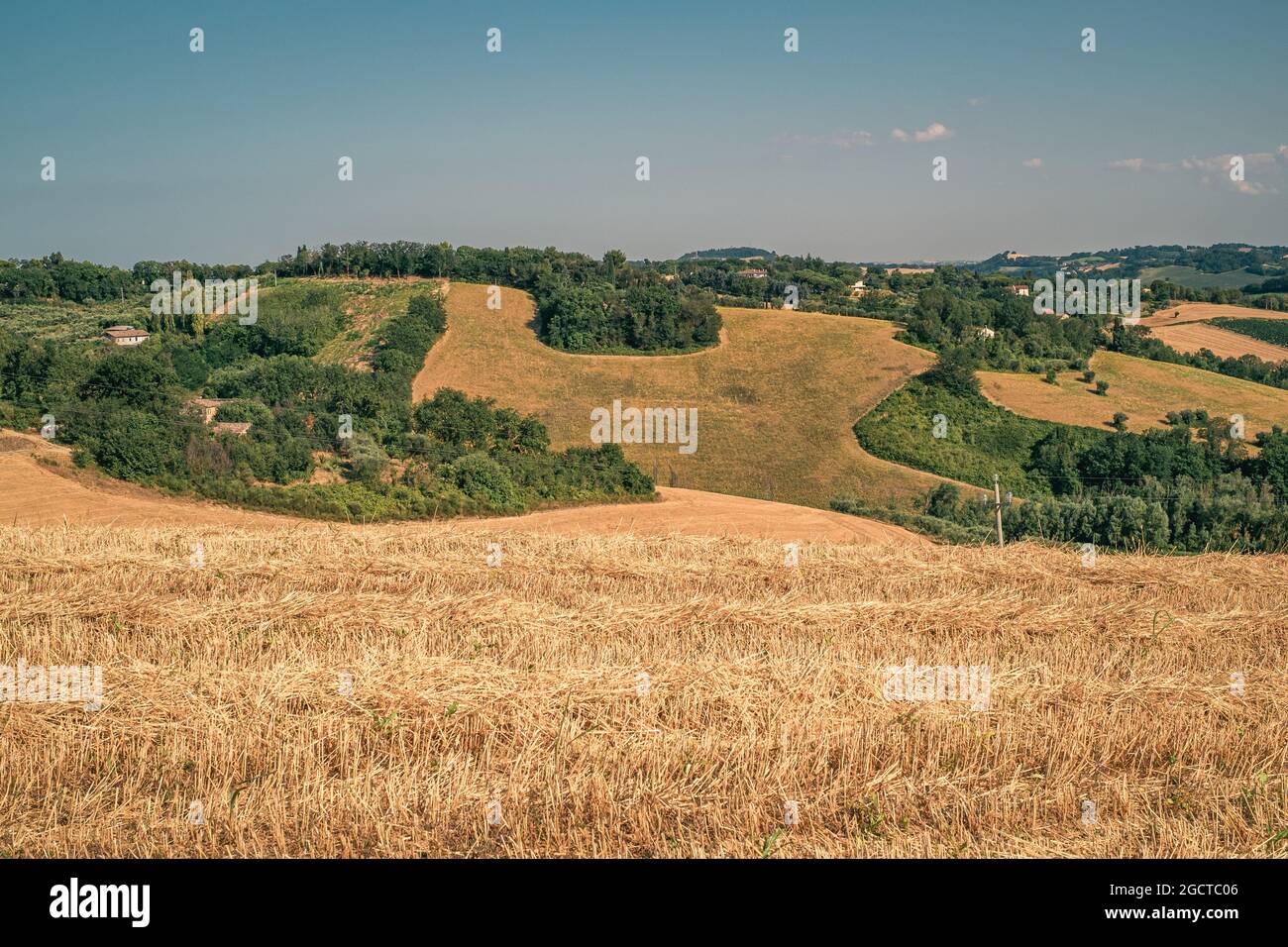 harvested wheat fields and woods on the hills of the Pesaro and Urbino ...