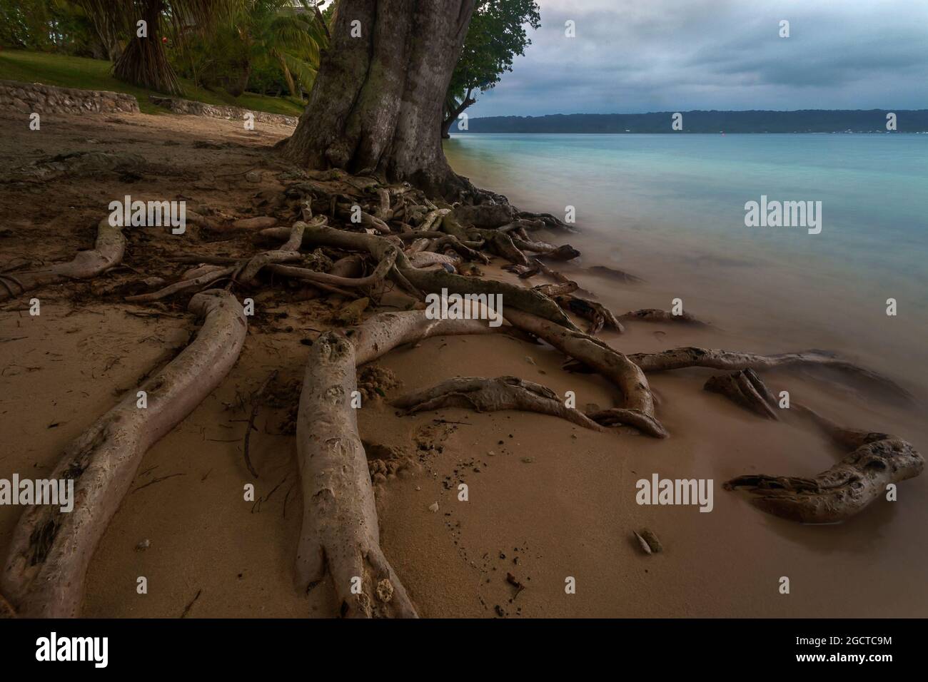 roots of tree and beach on santo island in vanuatu Stock Photo - Alamy