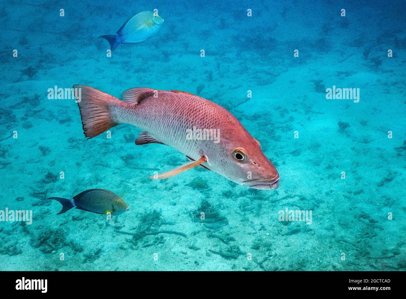 red fish and water on santo island in vanuatu Stock Photo - Alamy