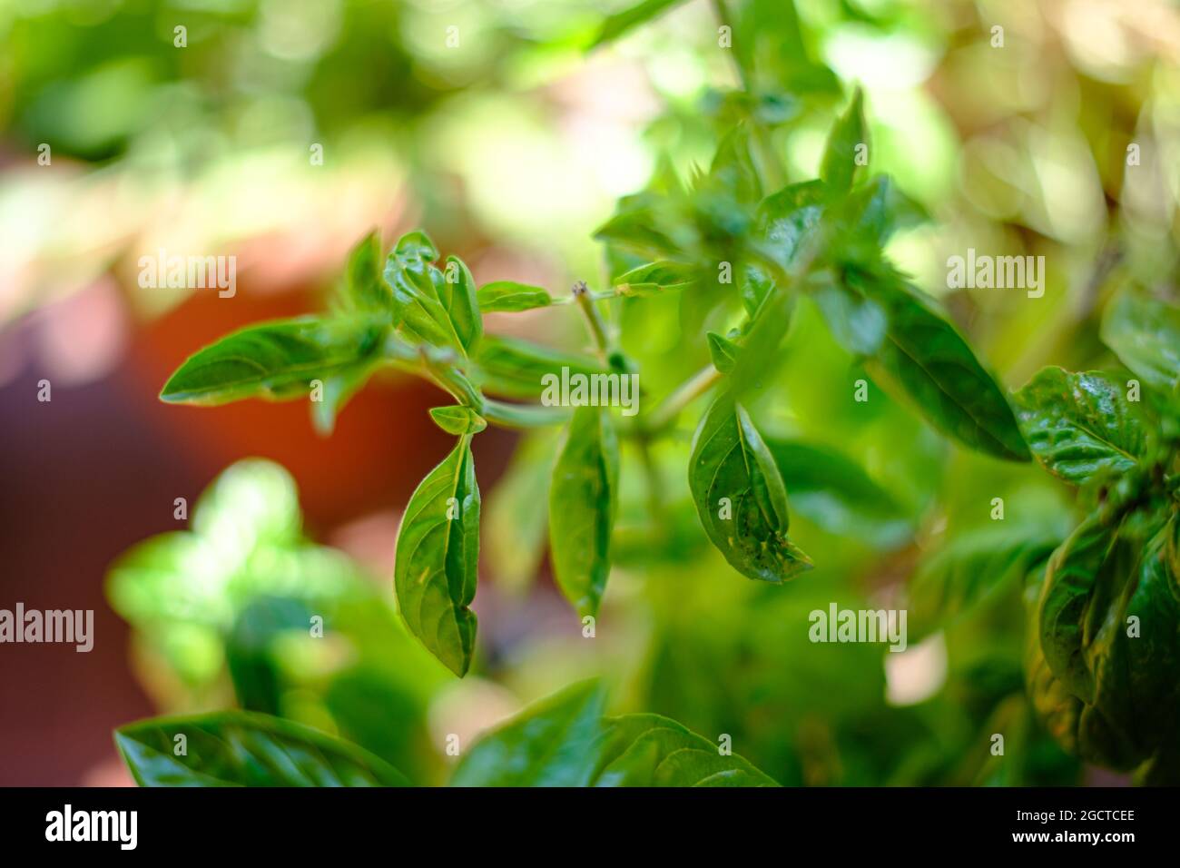 Green basil plant in bloom close up still Stock Photo - Alamy