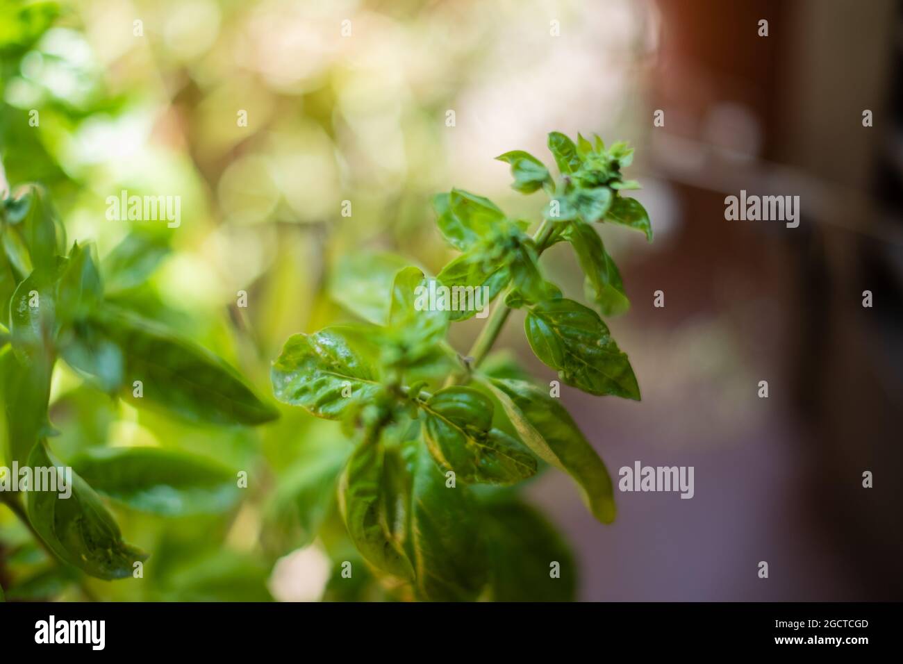 Green basil plant in bloom close up still Stock Photo - Alamy