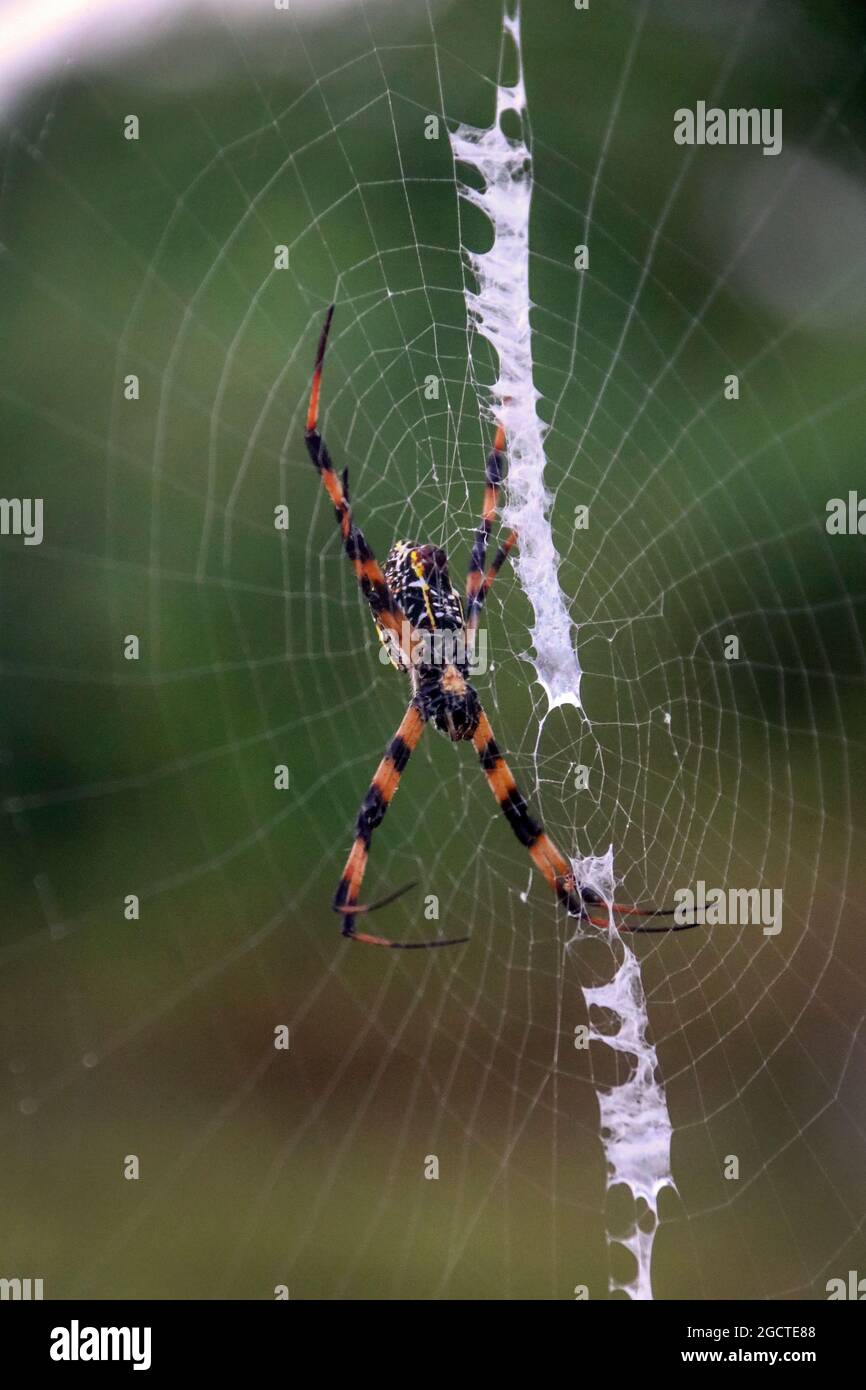 spider and web on santo island in vanuatu Stock Photo - Alamy