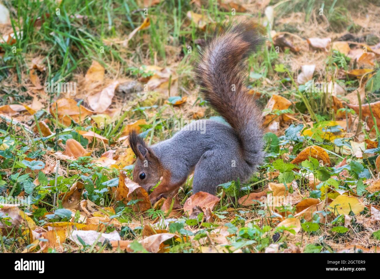 Squirrel in autumn hides nuts on the green grass with fallen yellow ...