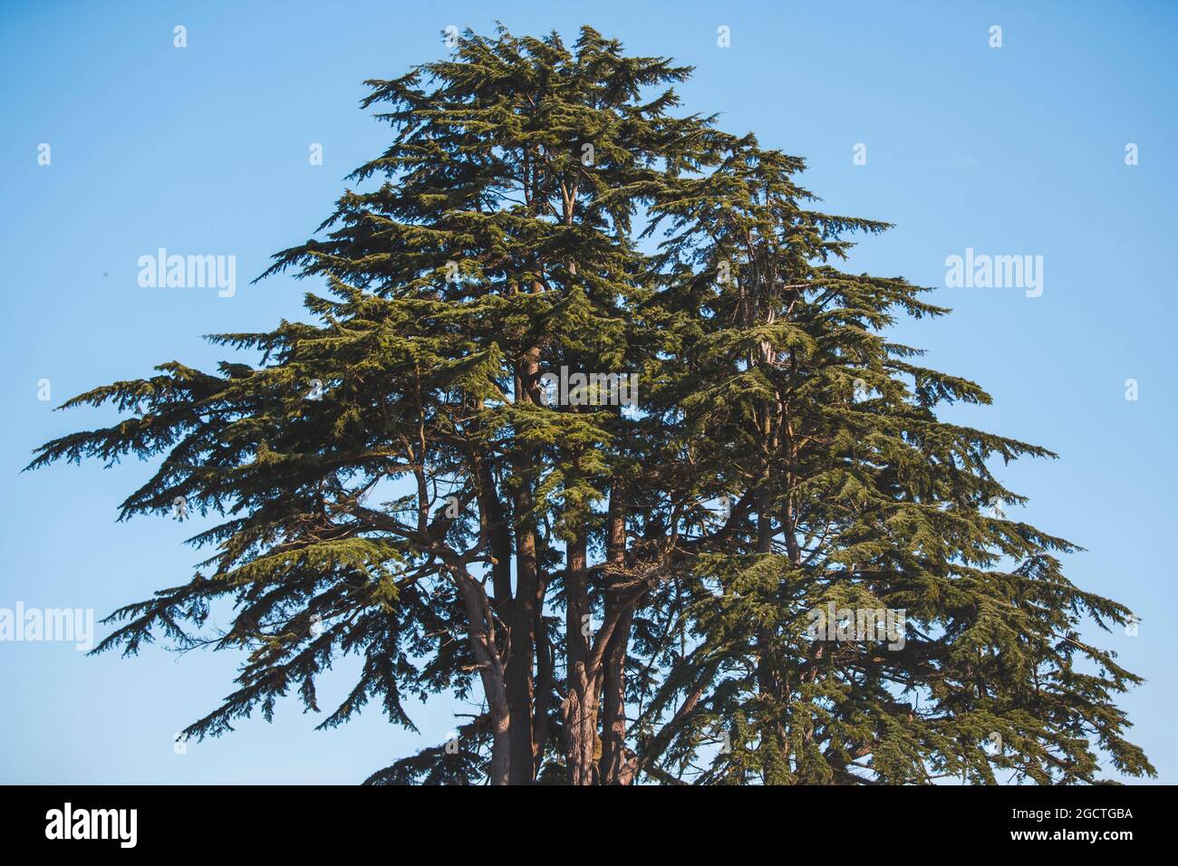 The top of a large evergreen tree in Ashton Court Estate, Bristol Stock ...