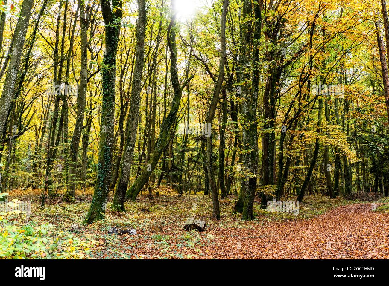 Path through fall forest covered with leaves Stock Photo - Alamy