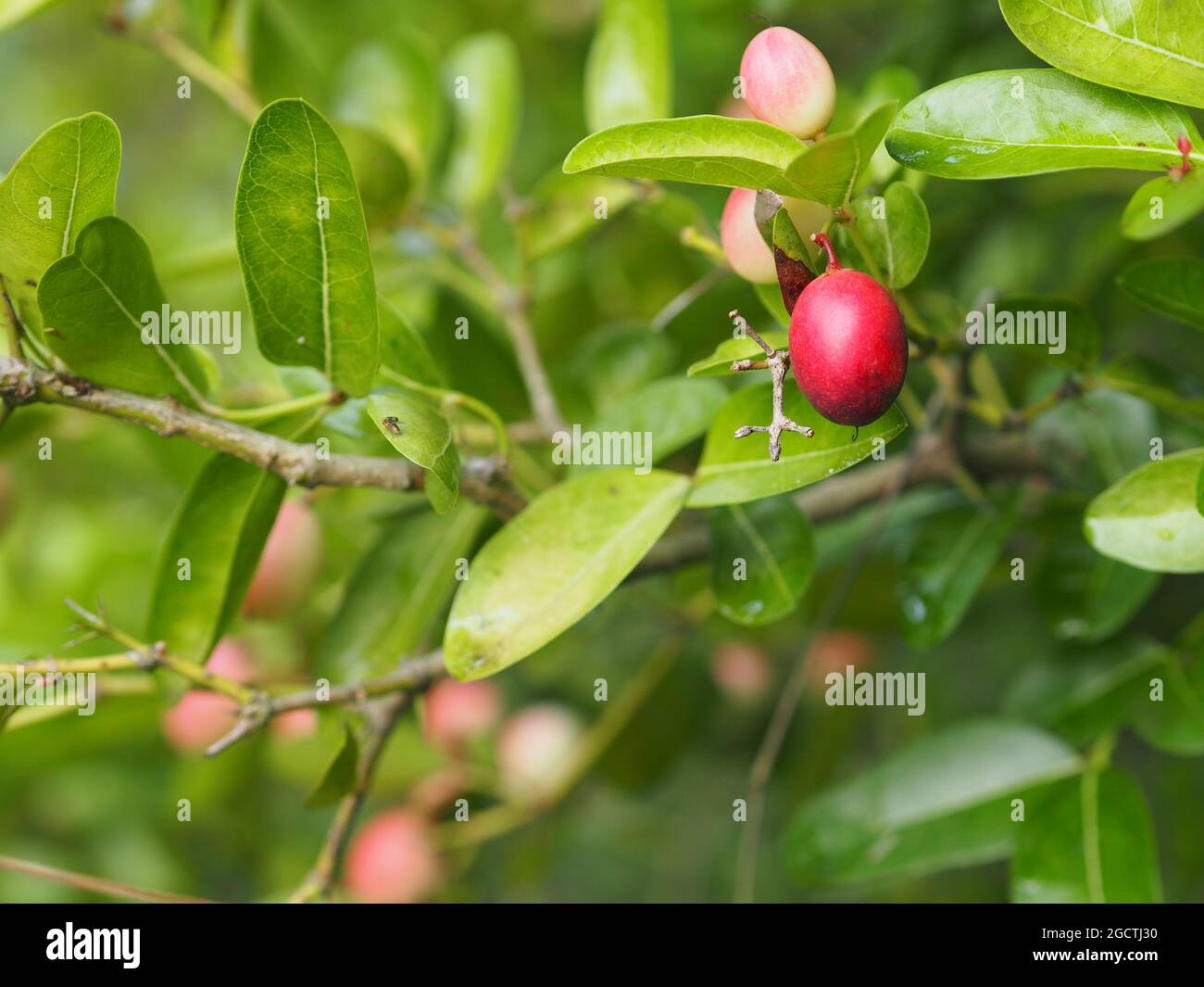 Karonda Fruit, Carissa carandas L. Karanda; Carunda; Christ's thorn ...