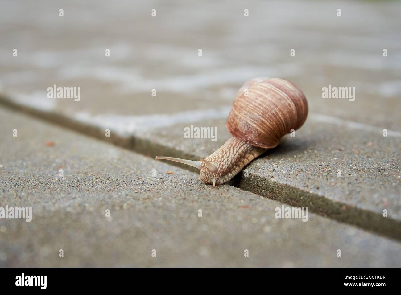 Burgundi snail crawling on the asphalt road. Big mollusk with shell ...