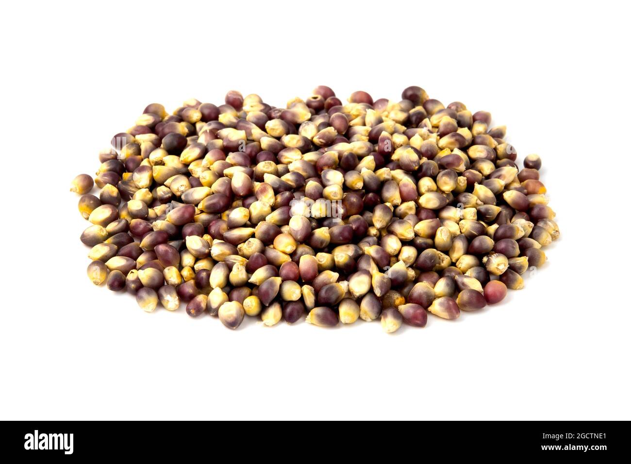 Black maize kernels on a white background Stock Photo - Alamy