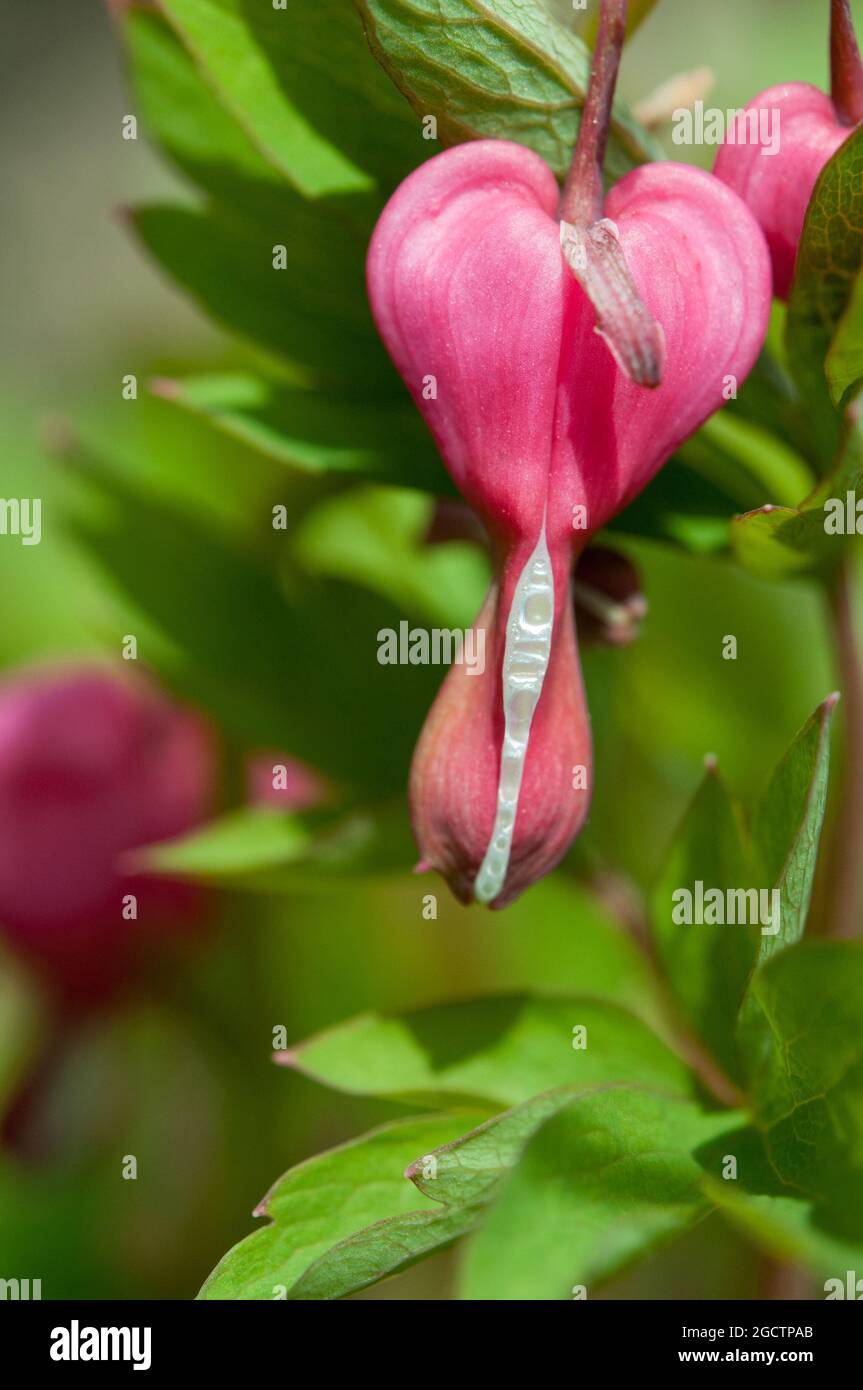 Bleeding Heart close up in New York Stock Photo - Alamy