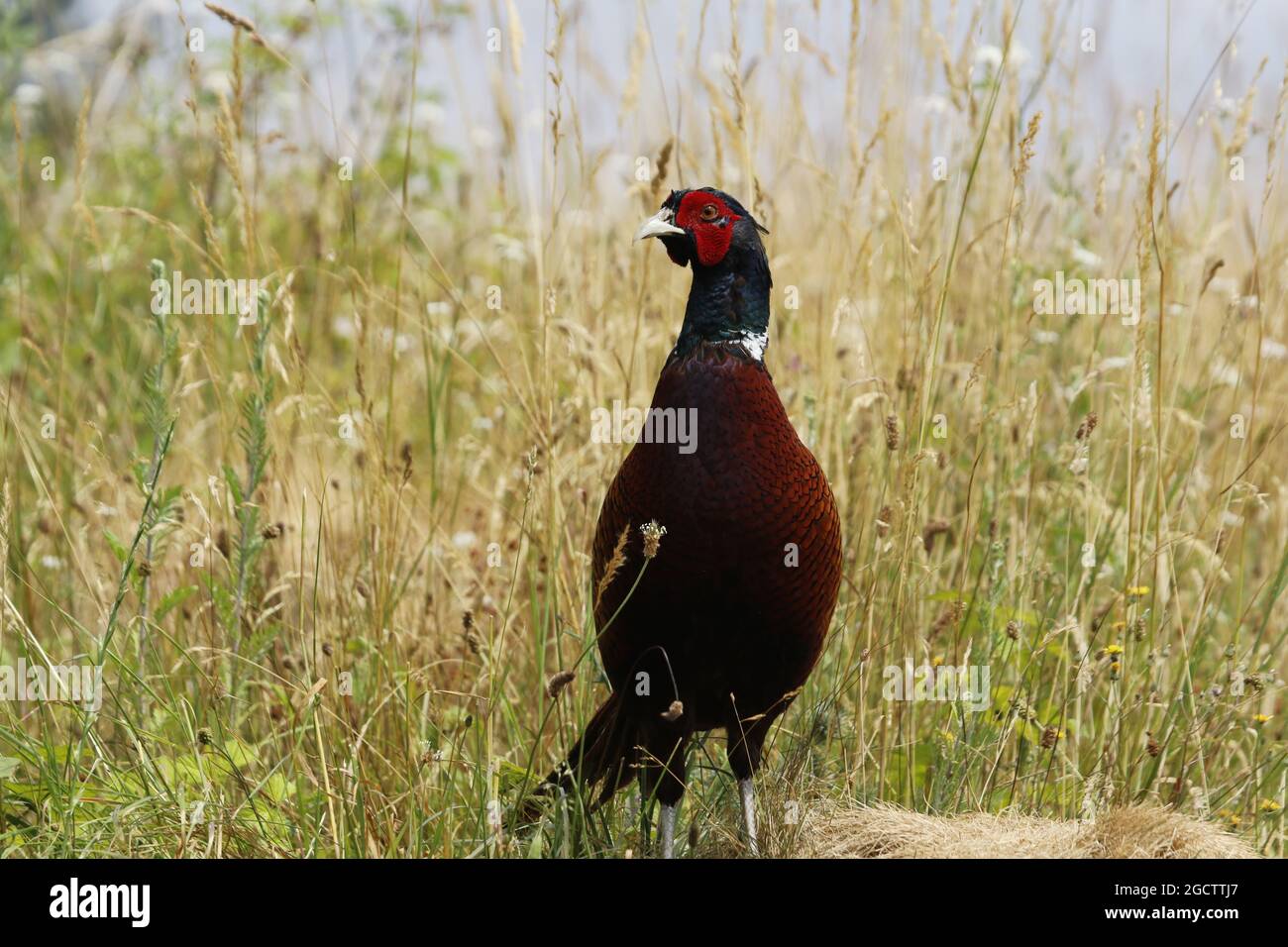 Male And Female Pheasants High Resolution Stock Photography and Images ...