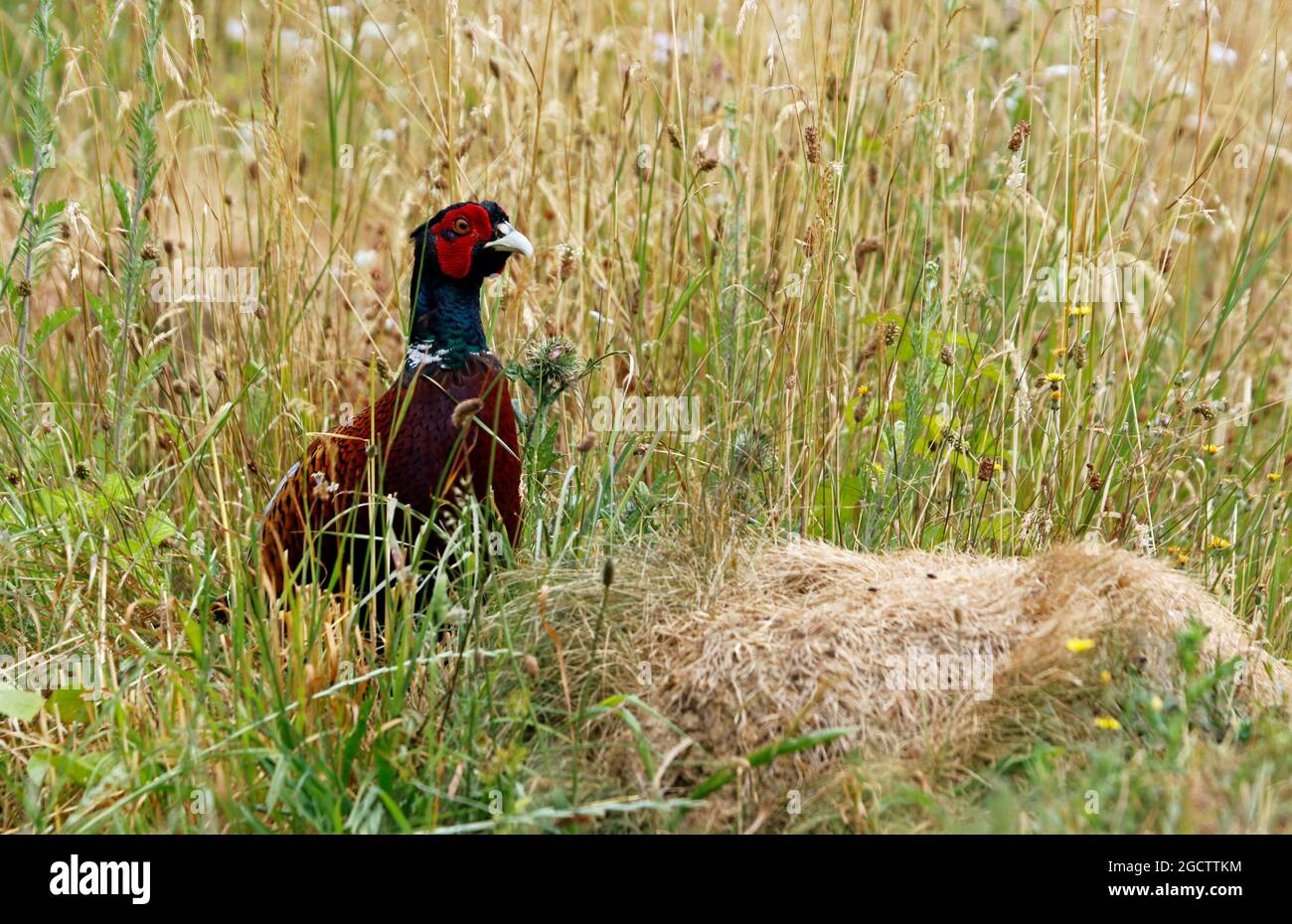 Male And Female Pheasants High Resolution Stock Photography and Images ...