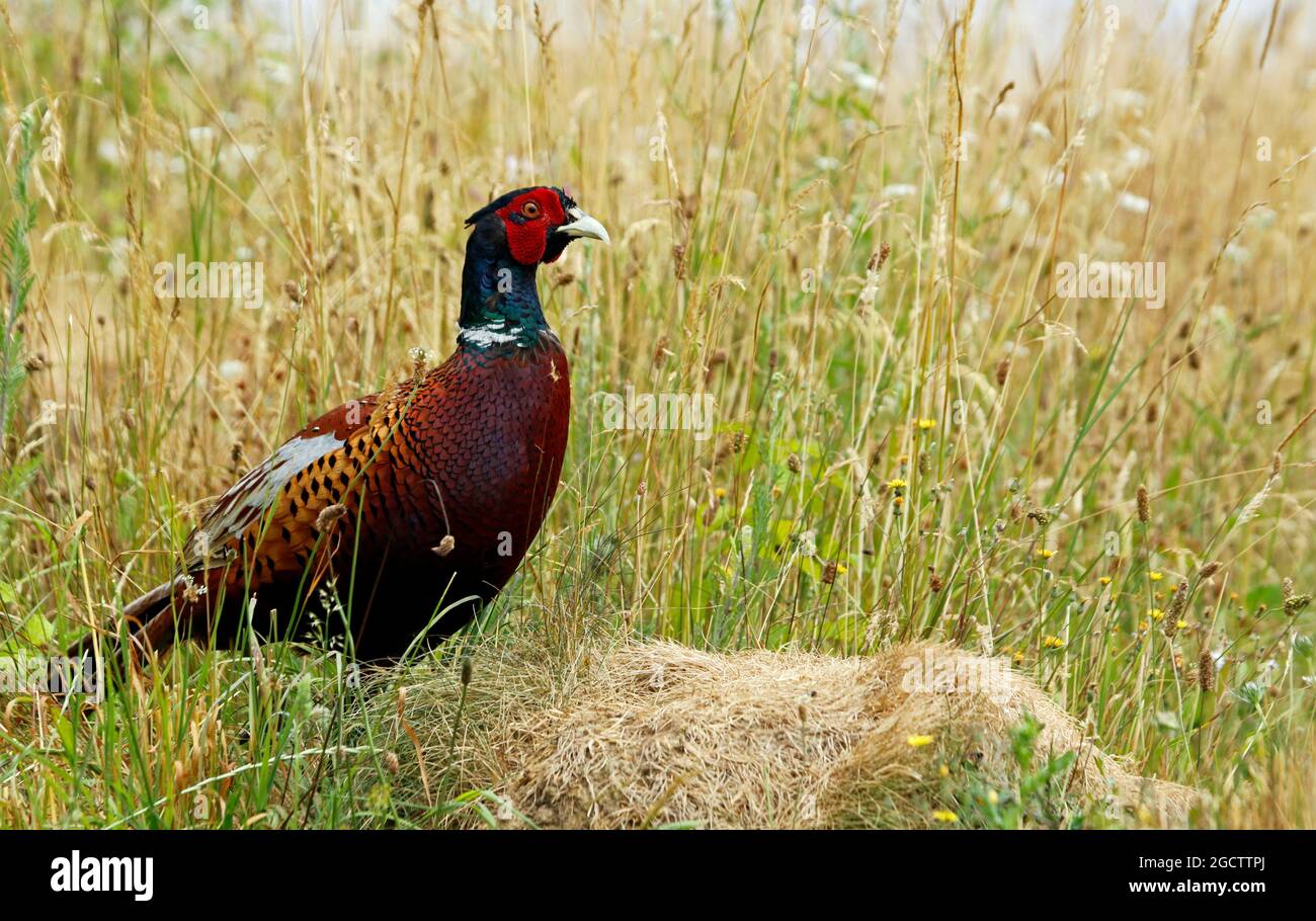 Male And Female Pheasants High Resolution Stock Photography and Images ...