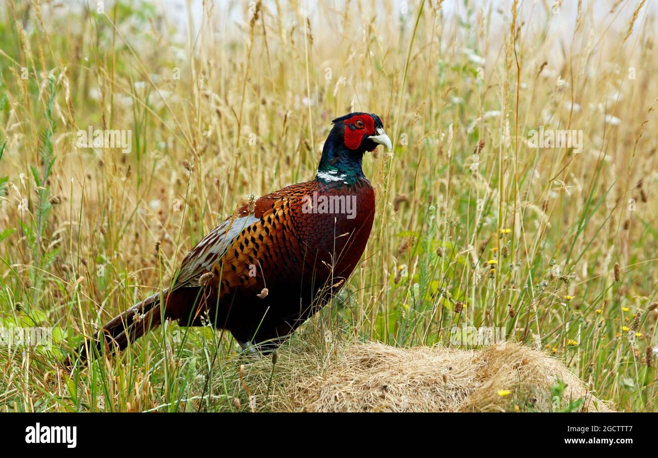 Male And Female Pheasants High Resolution Stock Photography and Images ...