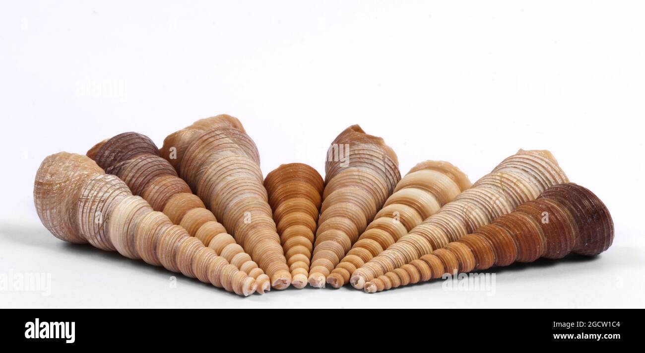 The single sea shell isolated on white background Stock Photo - Alamy