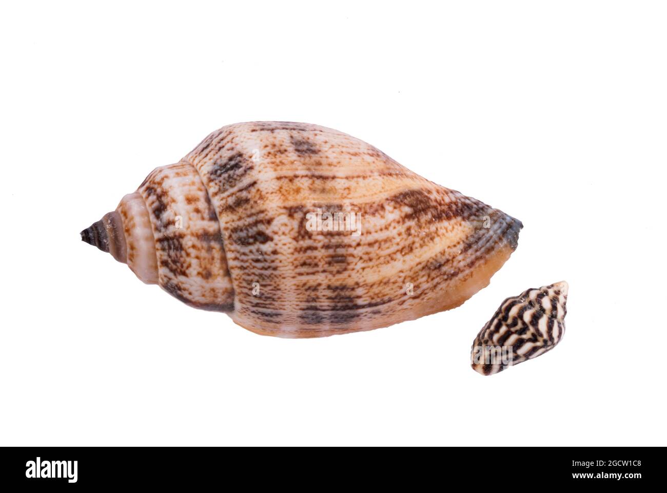 The single sea shell isolated on white background Stock Photo - Alamy