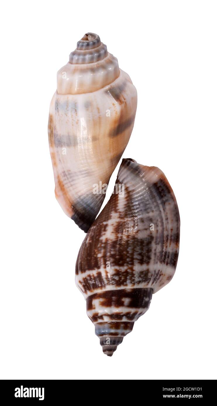 The single sea shell isolated on white background Stock Photo - Alamy