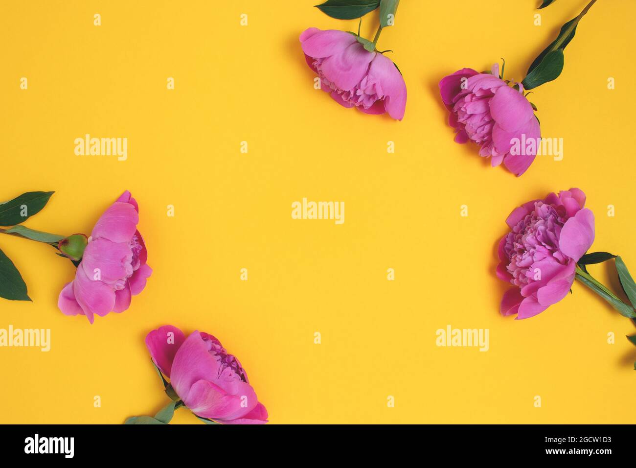 Border frame made of peony flowers on a yellow background. Festive ...