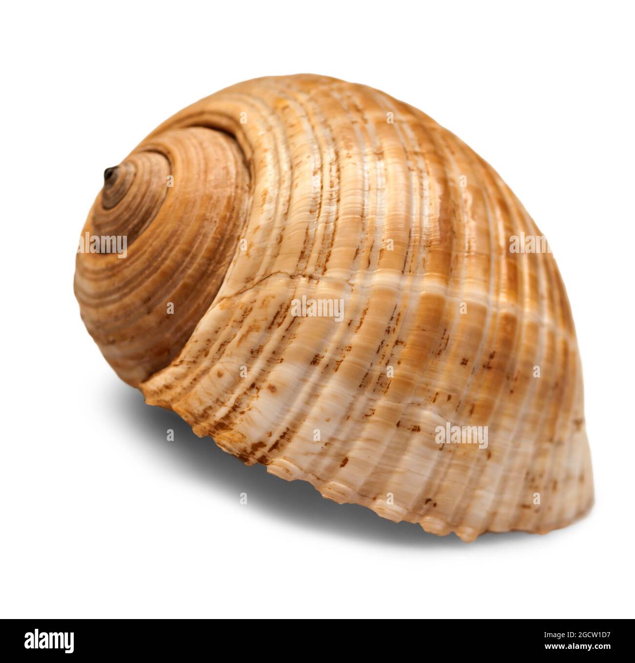 The single sea shell isolated on white background Stock Photo - Alamy